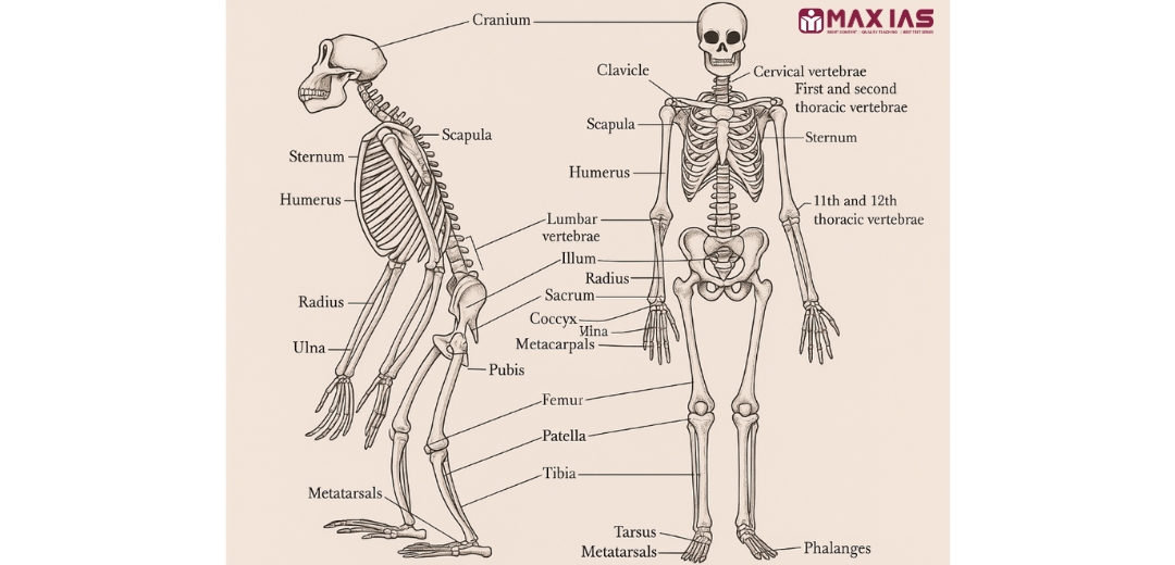 Comparative anatomy of Man and Apes - Max IAS
